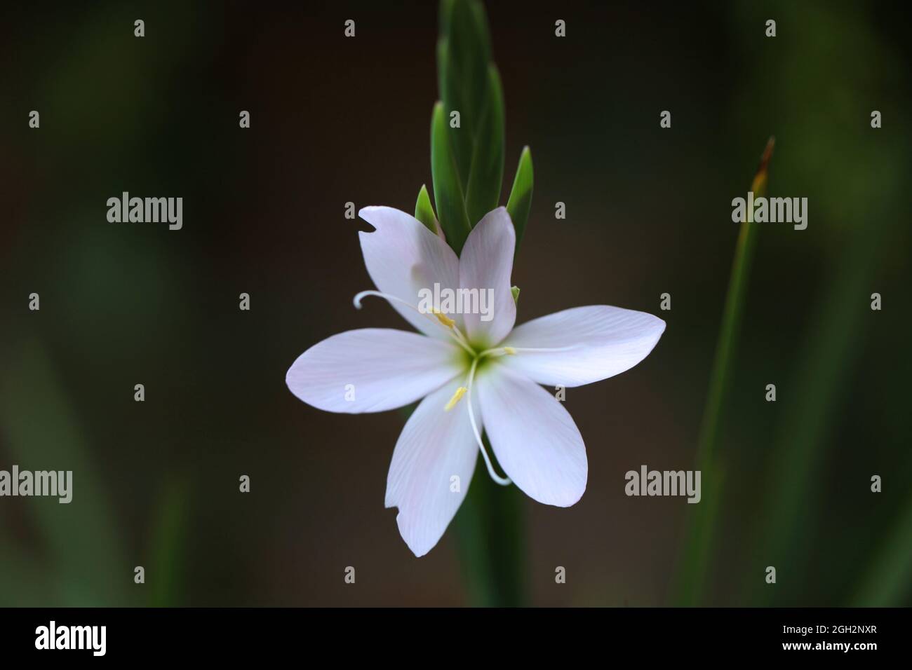 Hesperantha coccinea alba -Fotos und -Bildmaterial in hoher Auflösung ...
