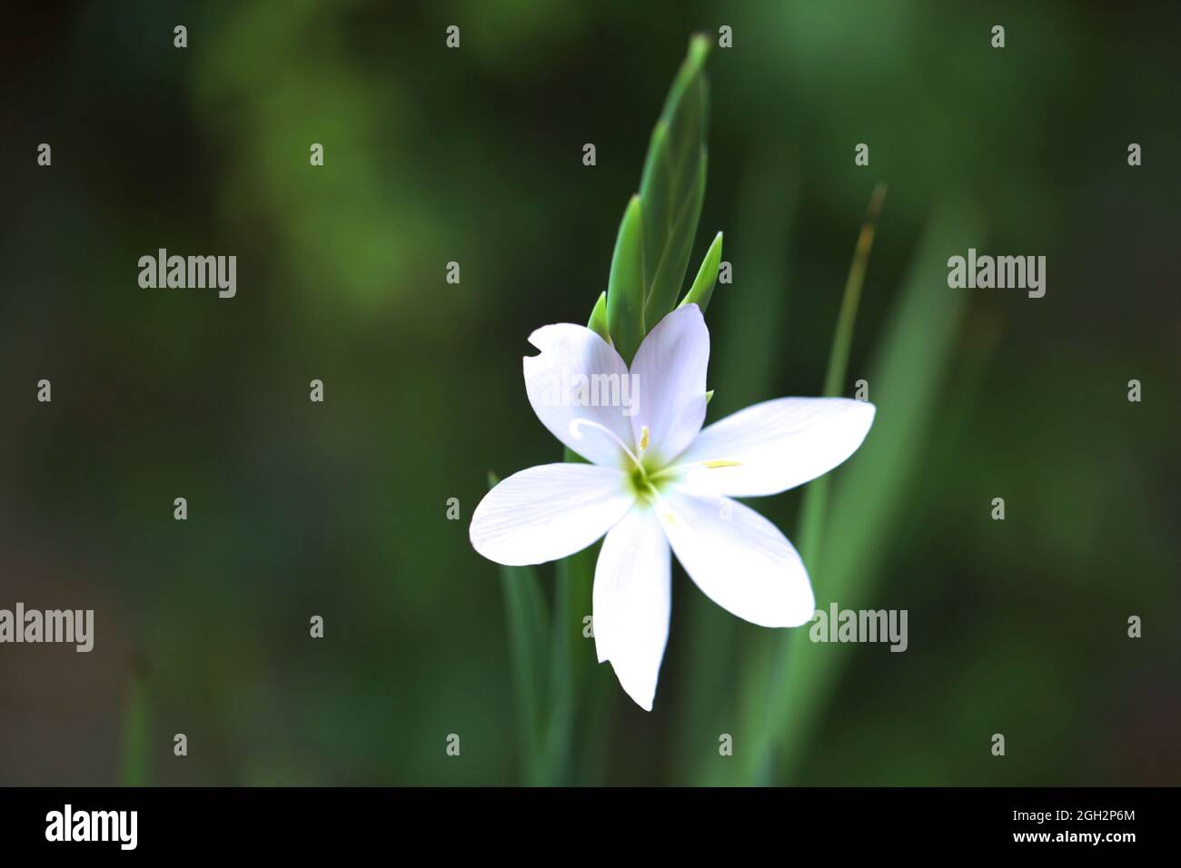 Hesperantha coccinea alba -Fotos und -Bildmaterial in hoher Auflösung ...