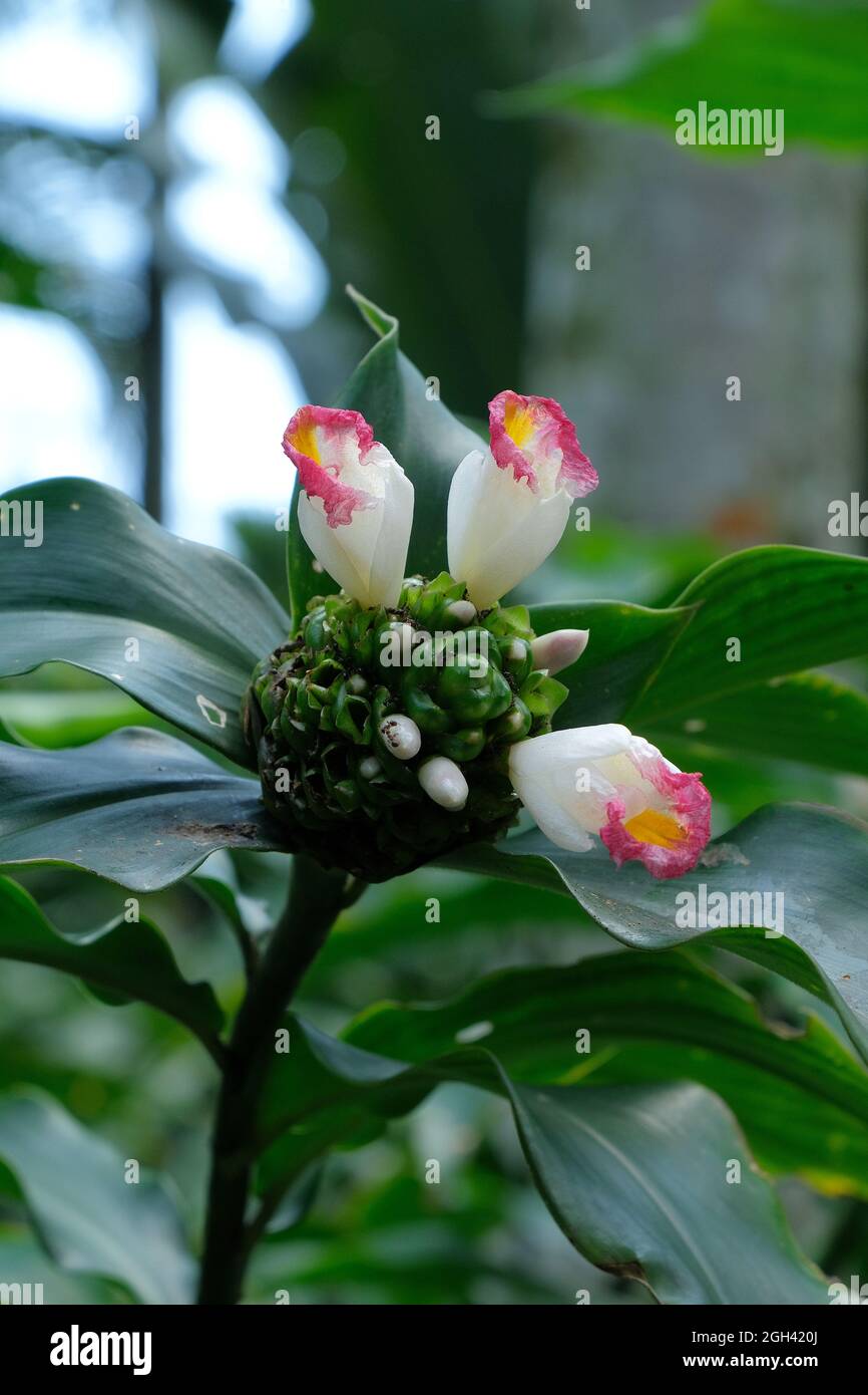Die ingwerfamilie zingiberaceae -Fotos und -Bildmaterial in hoher ...