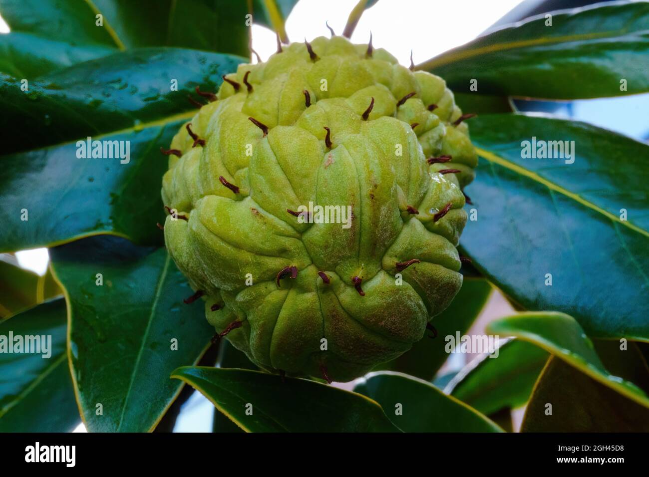 Southern magnolia fruit magnolia grandiflora -Fotos und -Bildmaterial ...