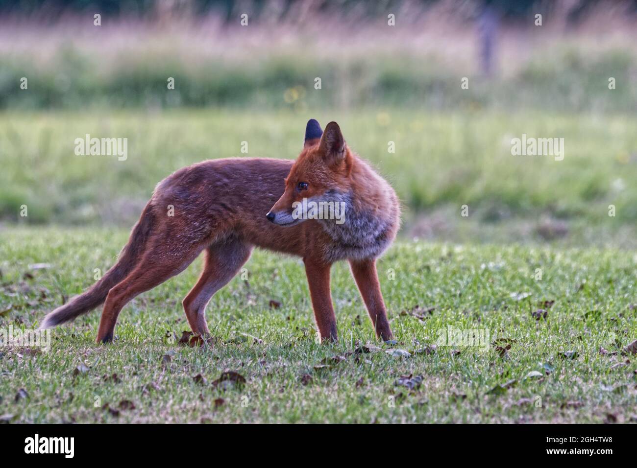Rotfuchs vulpes vulpes canidae familie -Fotos und -Bildmaterial in ...
