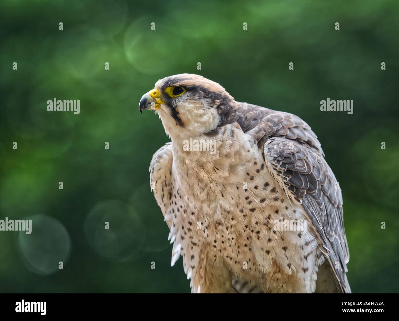 Falco biarmicus feldeggi -Fotos und -Bildmaterial in hoher Auflösung ...