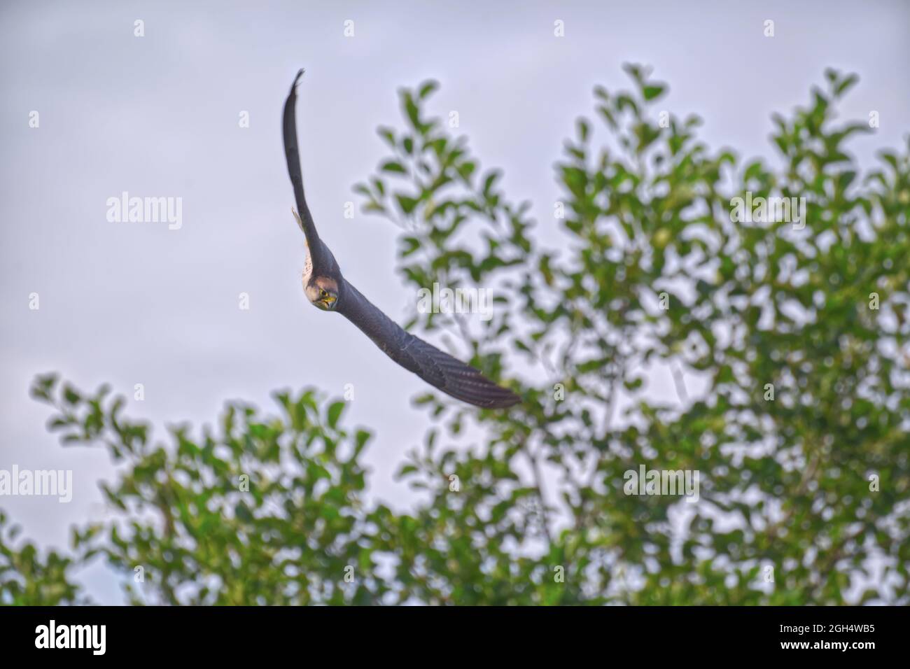 Falco biarmicus feldeggi -Fotos und -Bildmaterial in hoher Auflösung ...