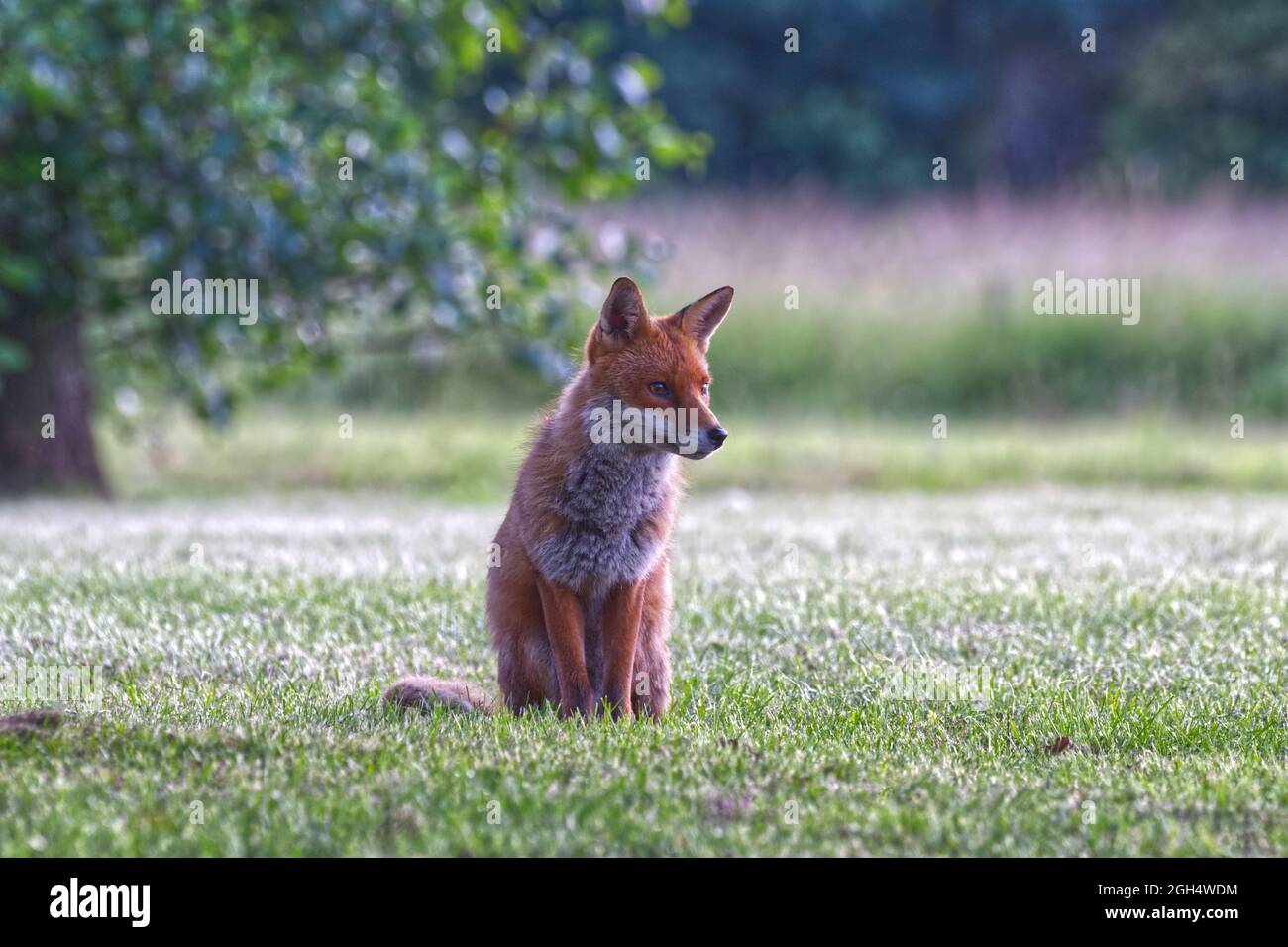 Rotfuchs vulpes vulpes canidae familie -Fotos und -Bildmaterial in ...