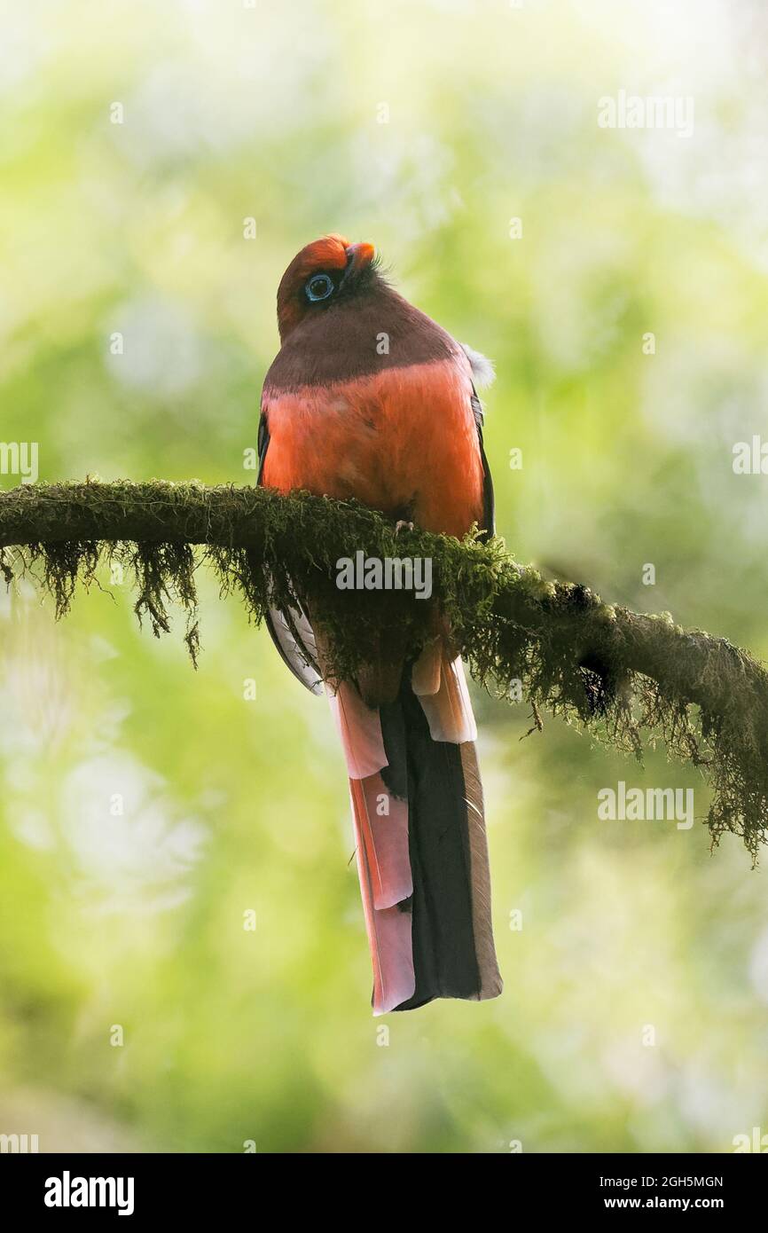 Ward trogon -Fotos und -Bildmaterial in hoher Auflösung – Alamy