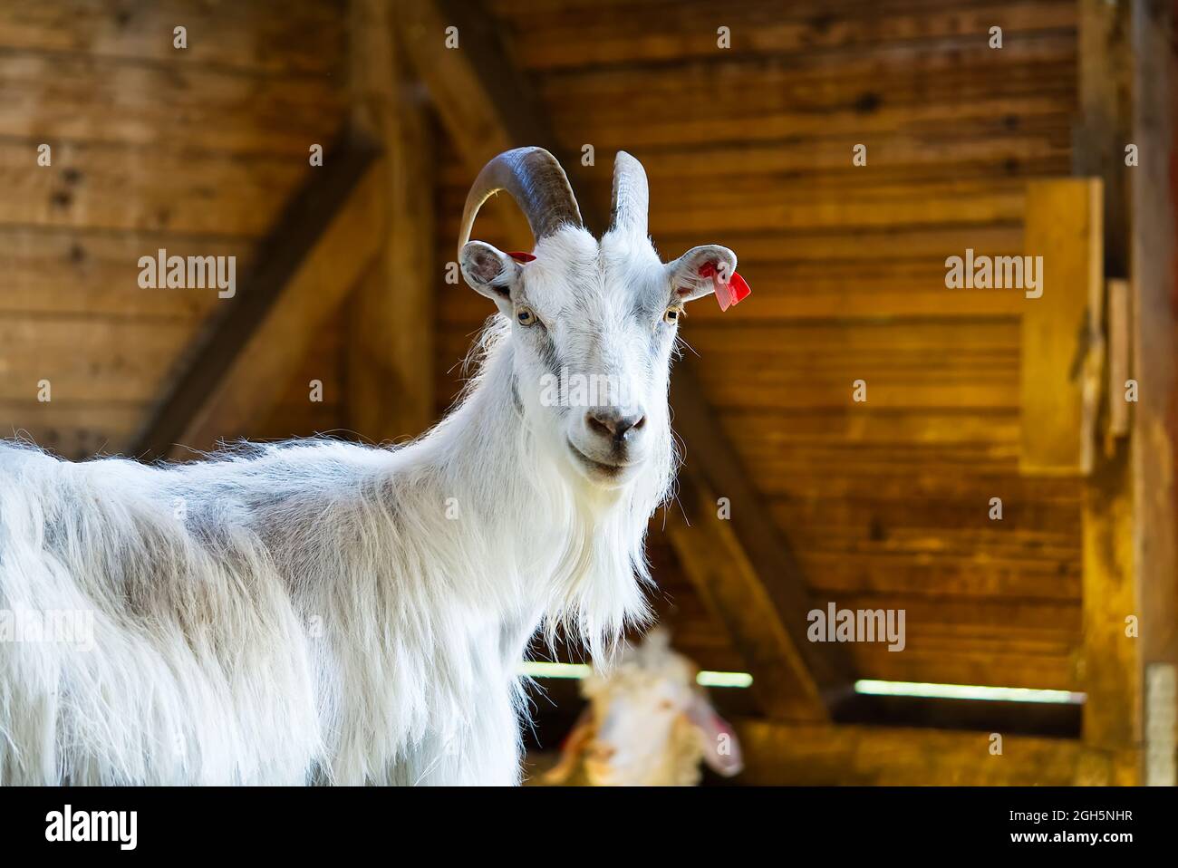 Weiße Ziege in der Scheune. Hausziegen in der Farm. Niedliche Angora ...