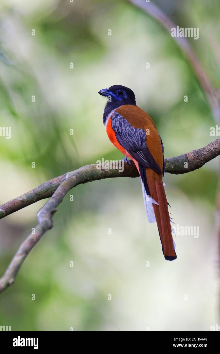 Malabar trogon kerala -Fotos und -Bildmaterial in hoher Auflösung – Alamy