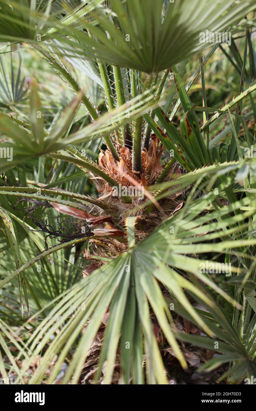 Zwerg fan palme pflanze -Fotos und -Bildmaterial in hoher Auflösung – Alamy