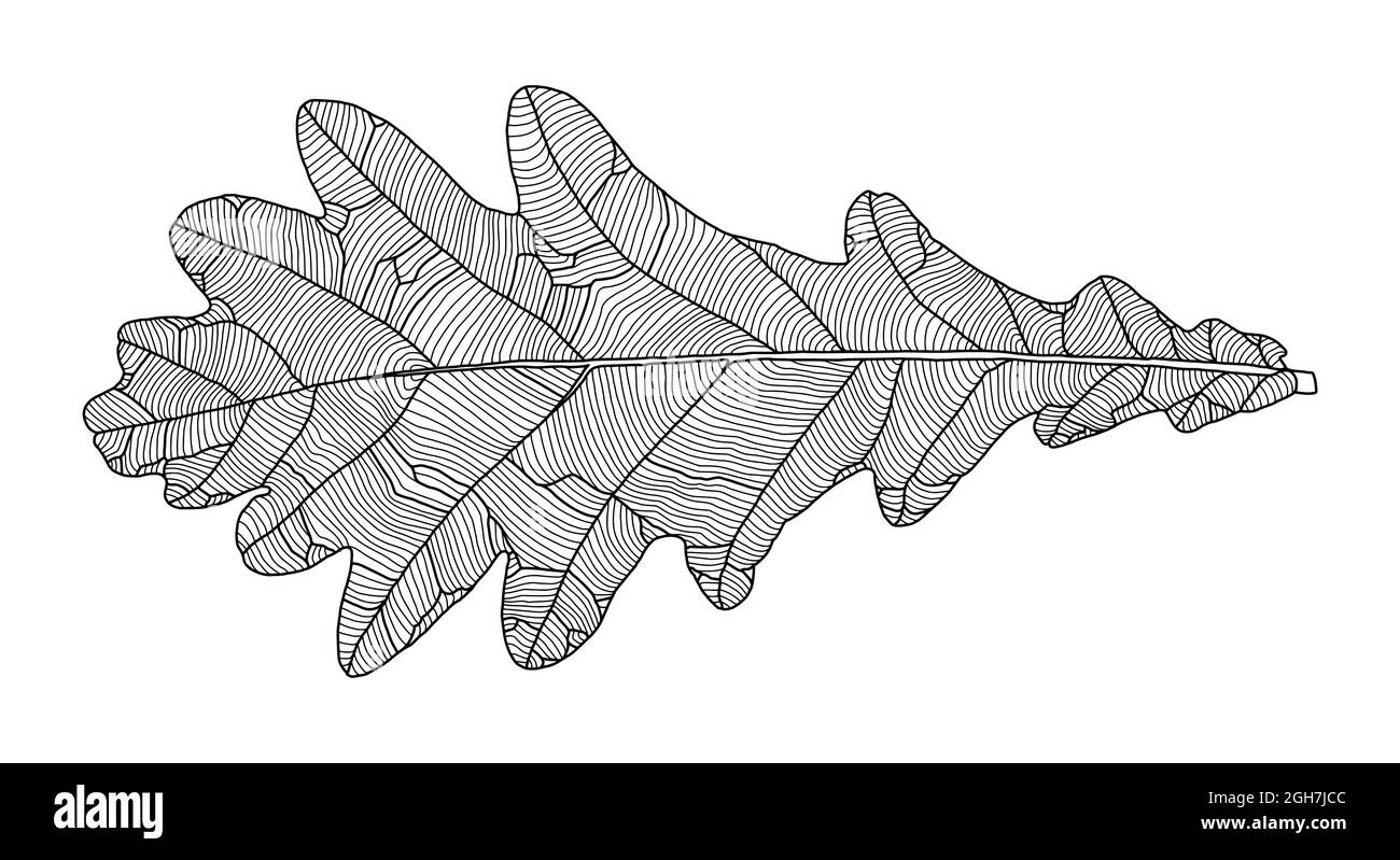 Eichenblatt zeichnung -Fotos und -Bildmaterial in hoher Auflösung – Alamy