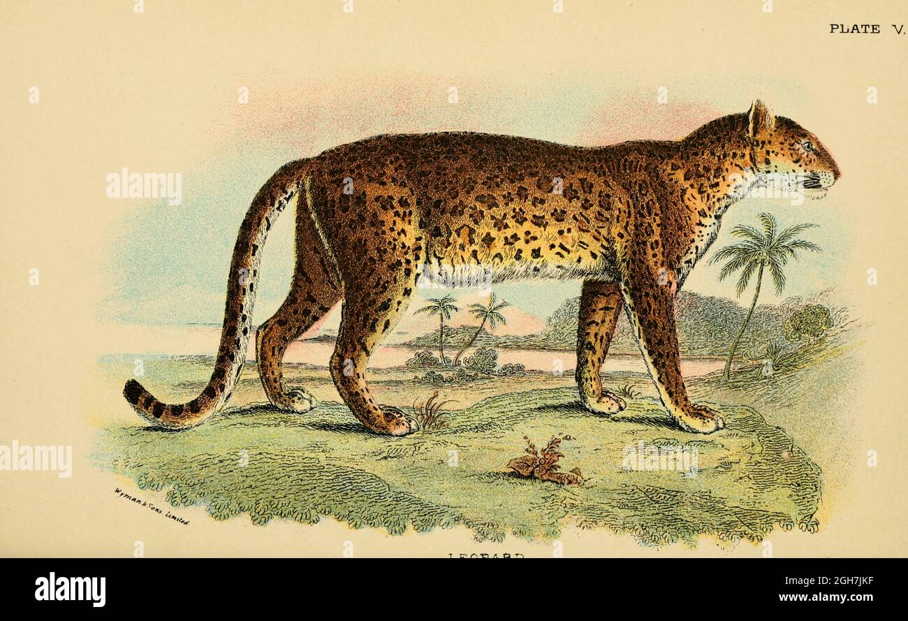 Leoparden 1 -Fotos und -Bildmaterial in hoher Auflösung – Alamy