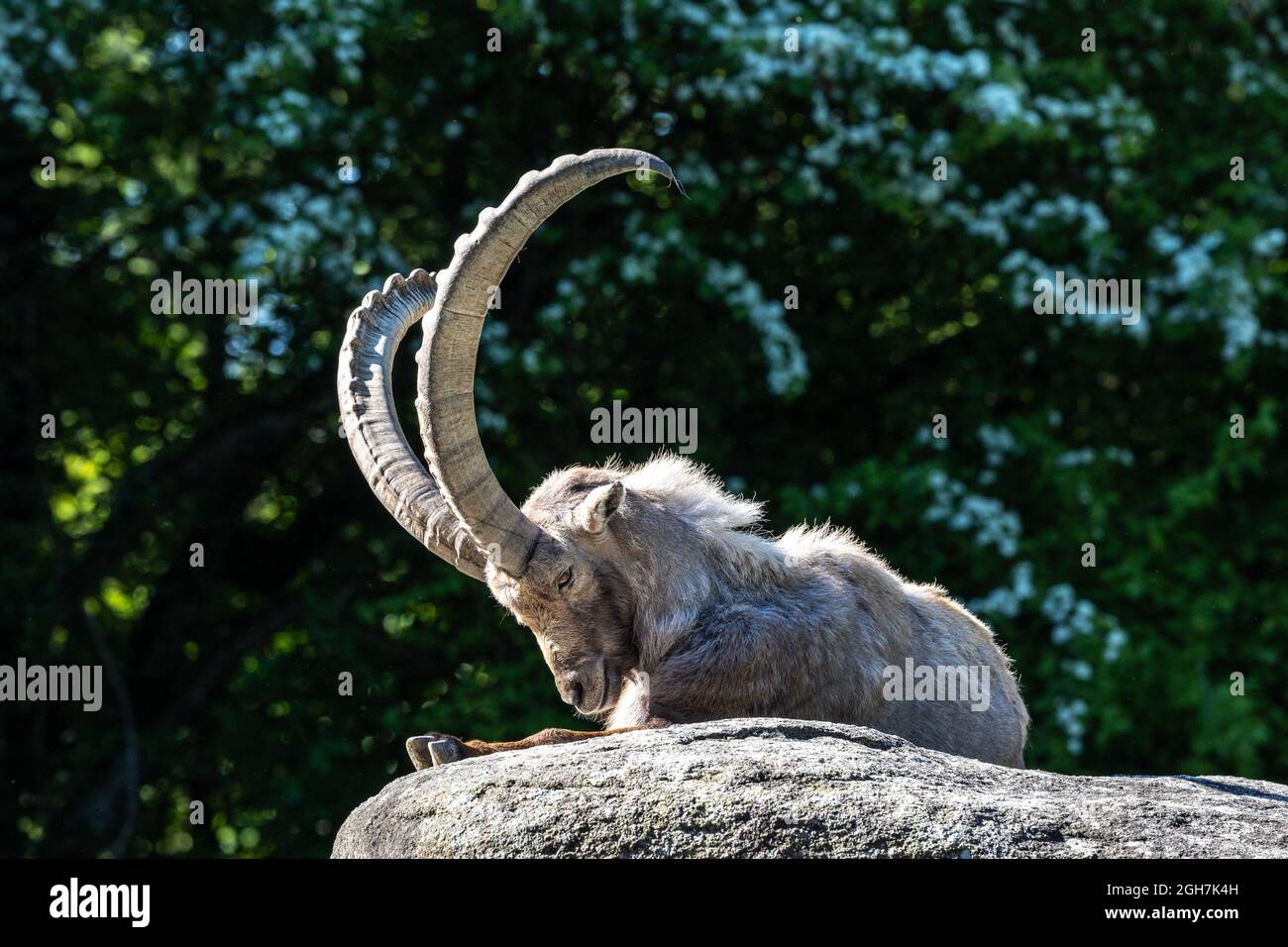 Alpensteinbock sitzt in -Fotos und -Bildmaterial in hoher Auflösung – Alamy