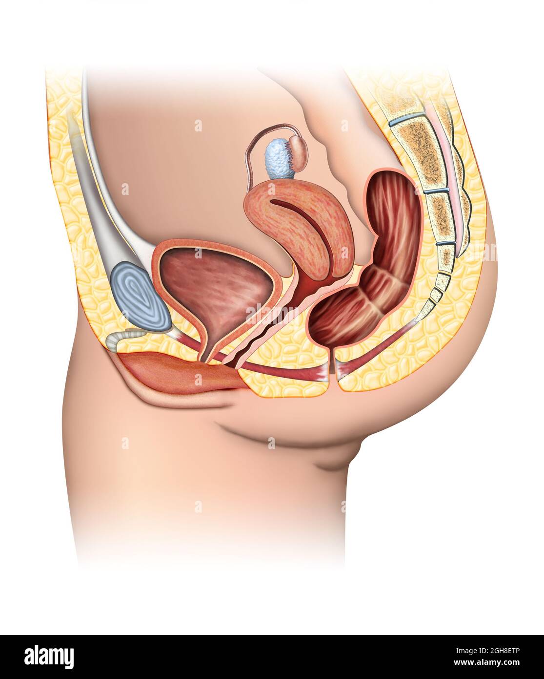 Anatomie des weiblichen Fortpflanzungssystems. Digitale Illustration Stockfotografie - Alamy