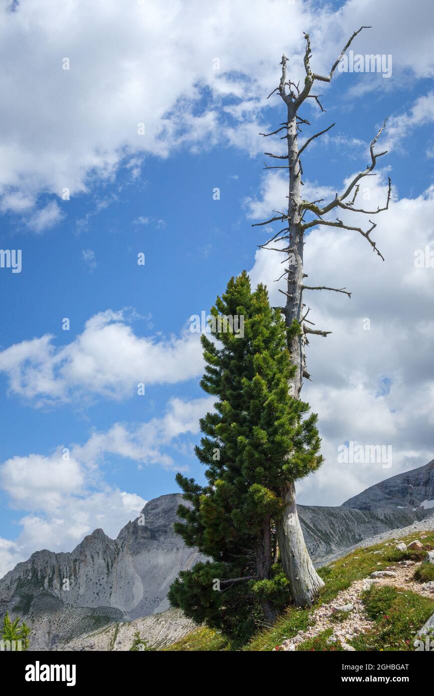 Zirbe oder arolla pinus cembra -Fotos und -Bildmaterial in hoher ...