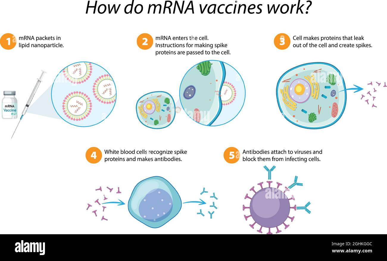 Wie mRNA-Impfstoffe funktionieren Diagramm-Illustration Stock ...