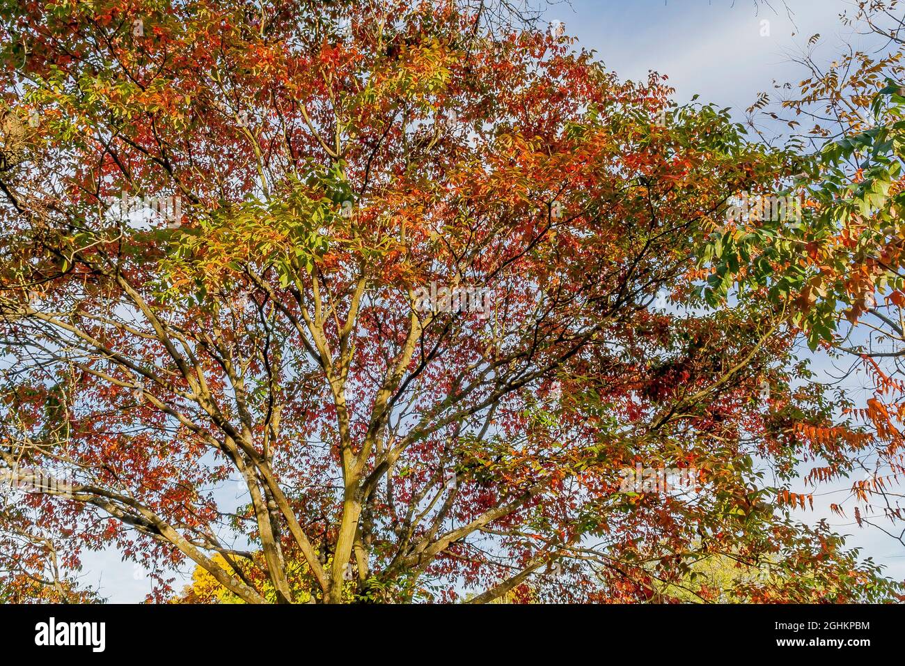 Sumac rhus sp -Fotos und -Bildmaterial in hoher Auflösung – Alamy