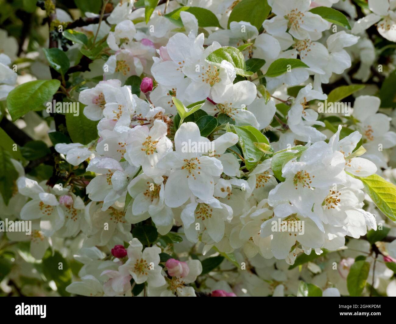 Malus evereste crabapple -Fotos und -Bildmaterial in hoher Auflösung ...