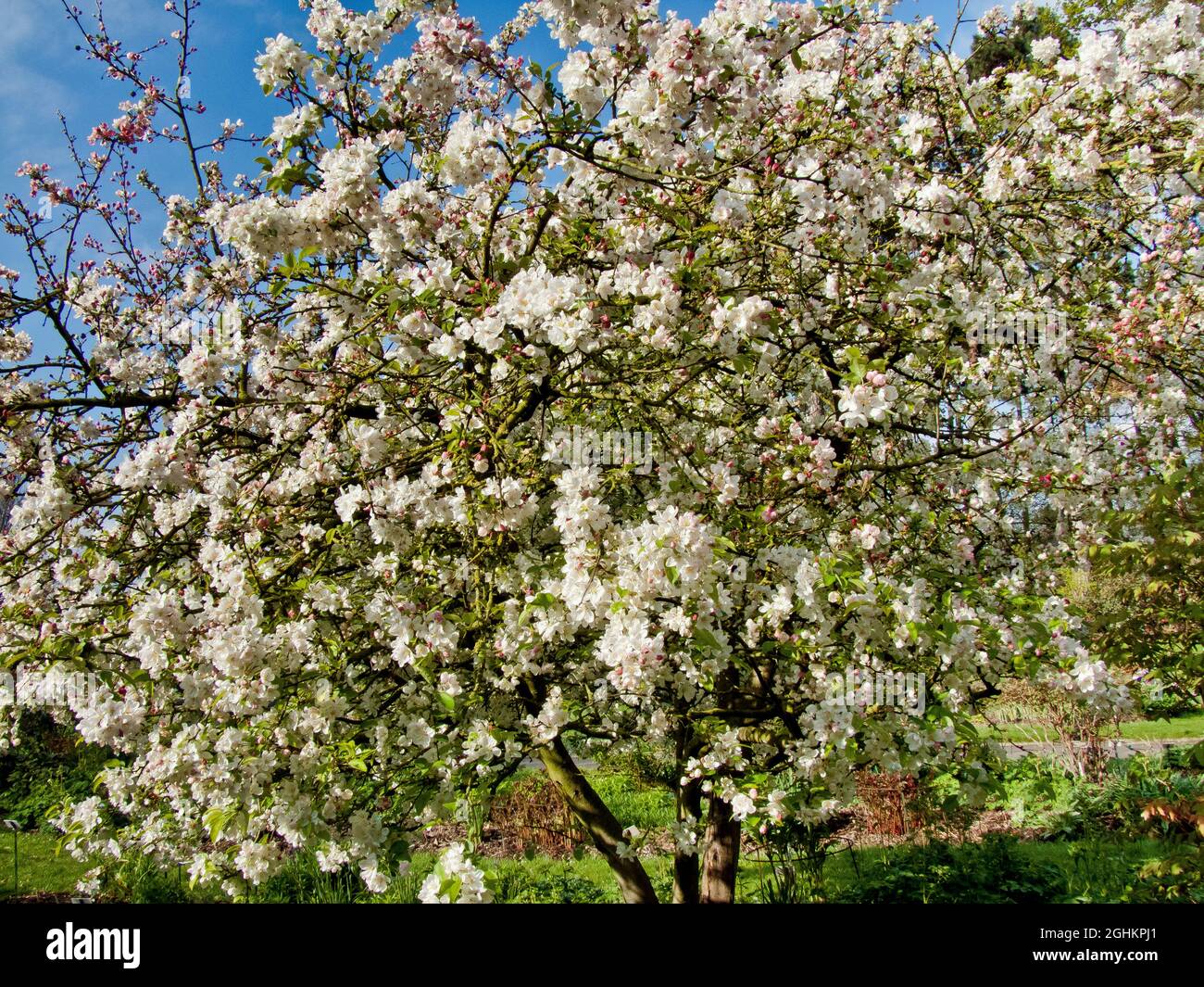 Malus evereste crabapple -Fotos und -Bildmaterial in hoher Auflösung ...