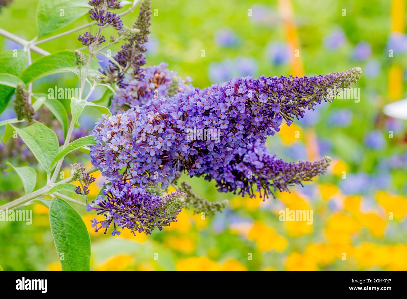 Butterfly bush buddleja sp -Fotos und -Bildmaterial in hoher Auflösung ...