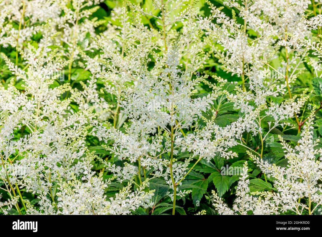 Flora hollande -Fotos und -Bildmaterial in hoher Auflösung – Alamy