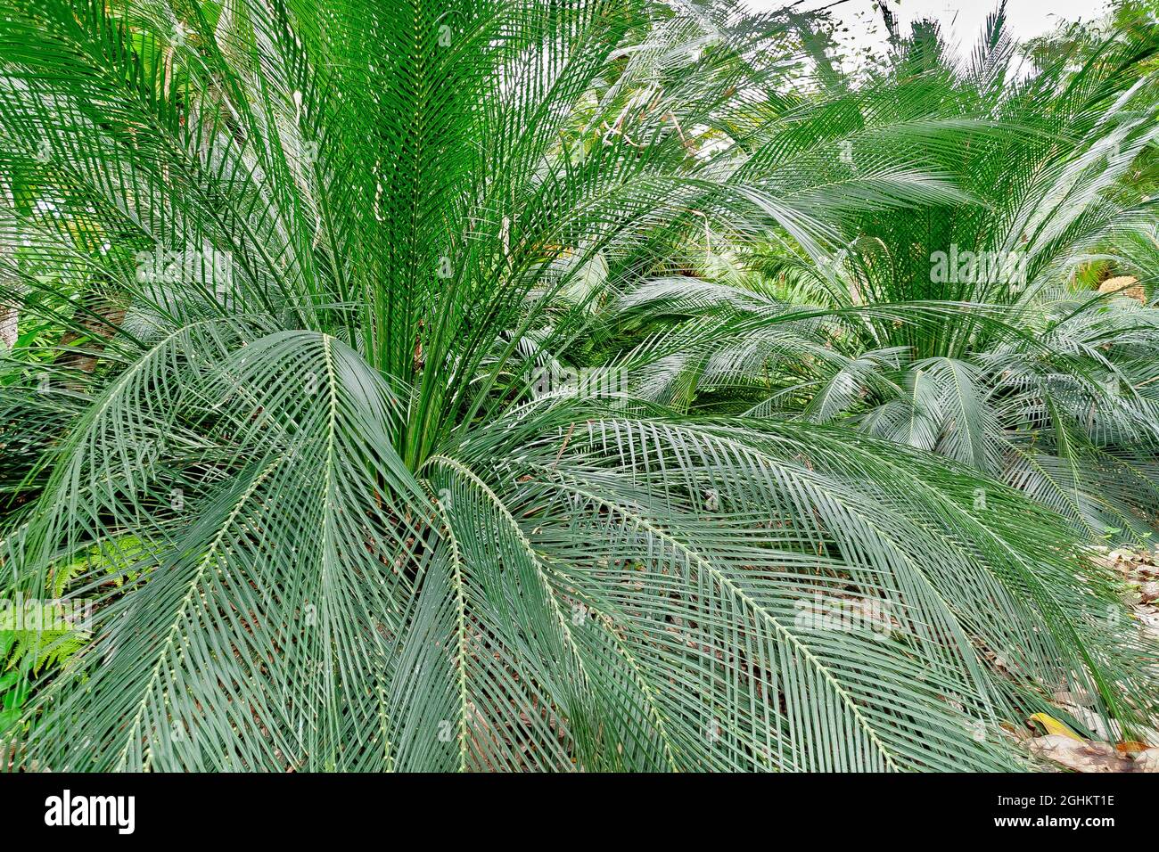 Macrozamia communis -Fotos und -Bildmaterial in hoher Auflösung – Alamy