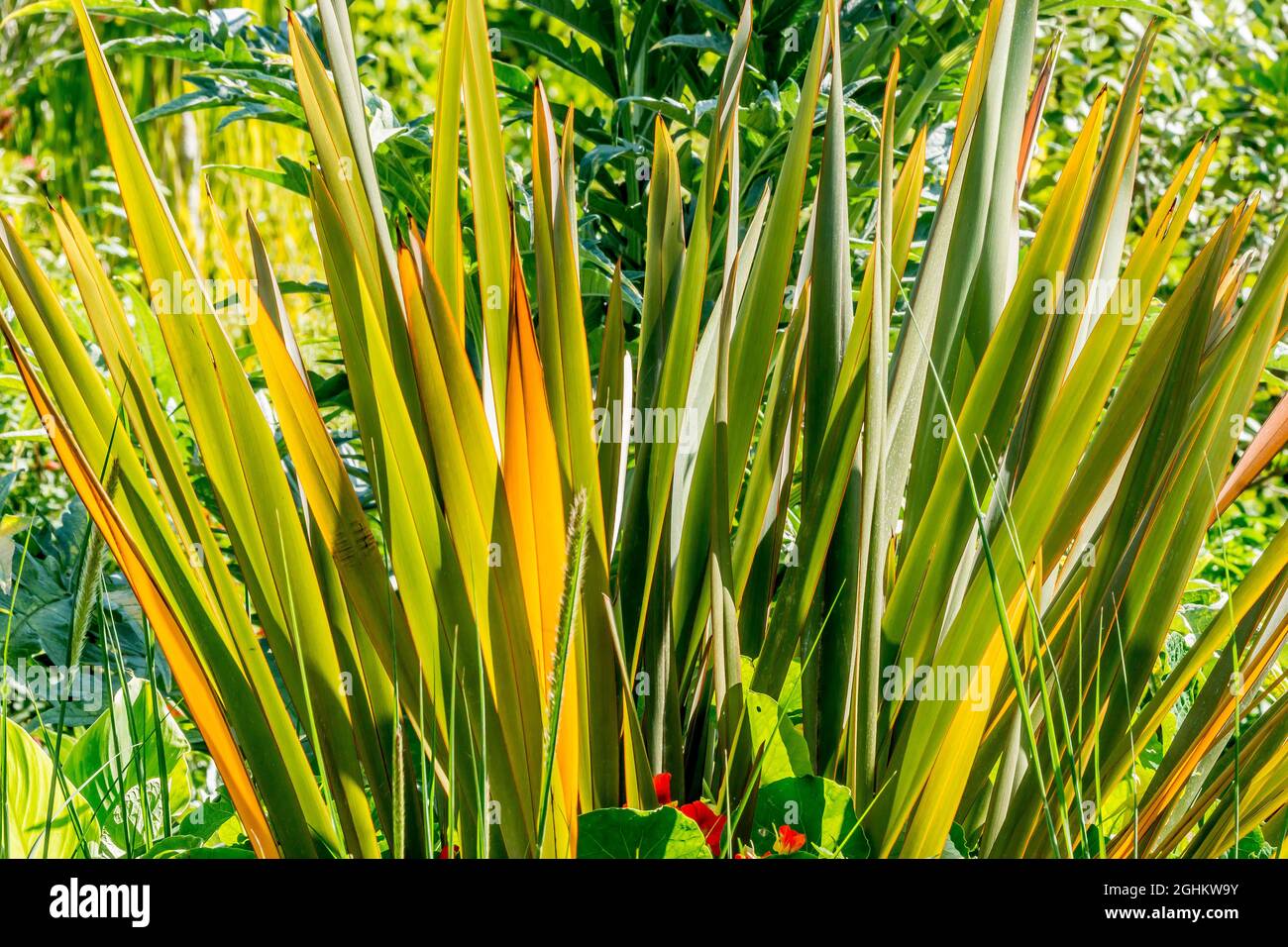 Phormium sp -Fotos und -Bildmaterial in hoher Auflösung – Alamy
