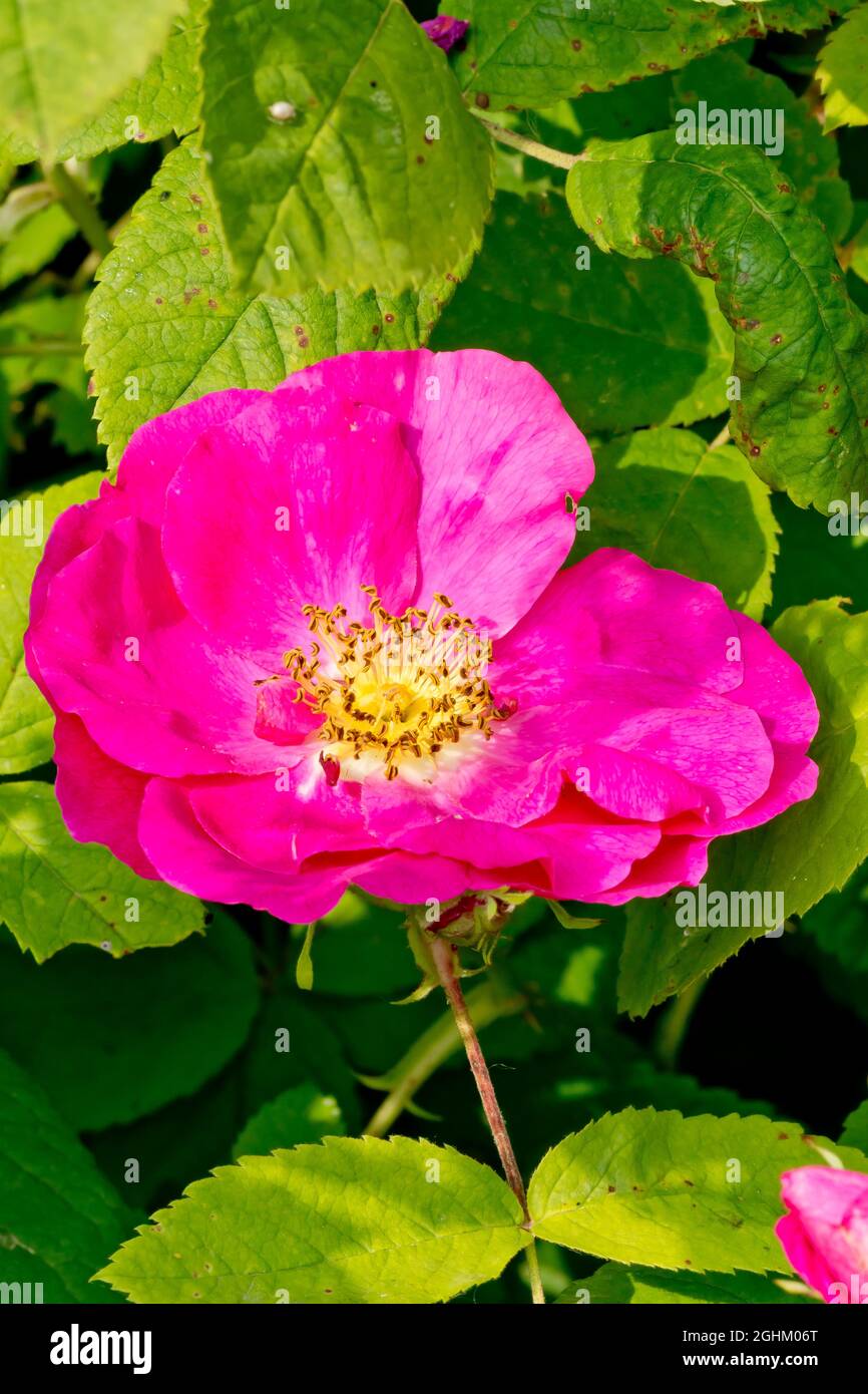 French rose rosa gallica officinalis -Fotos und -Bildmaterial in hoher ...