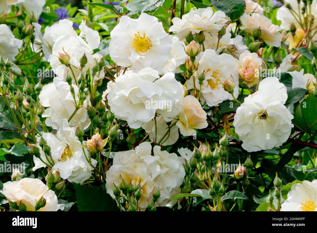 Rose rosa cornelia Stockfotos und -bilder Kaufen - Alamy