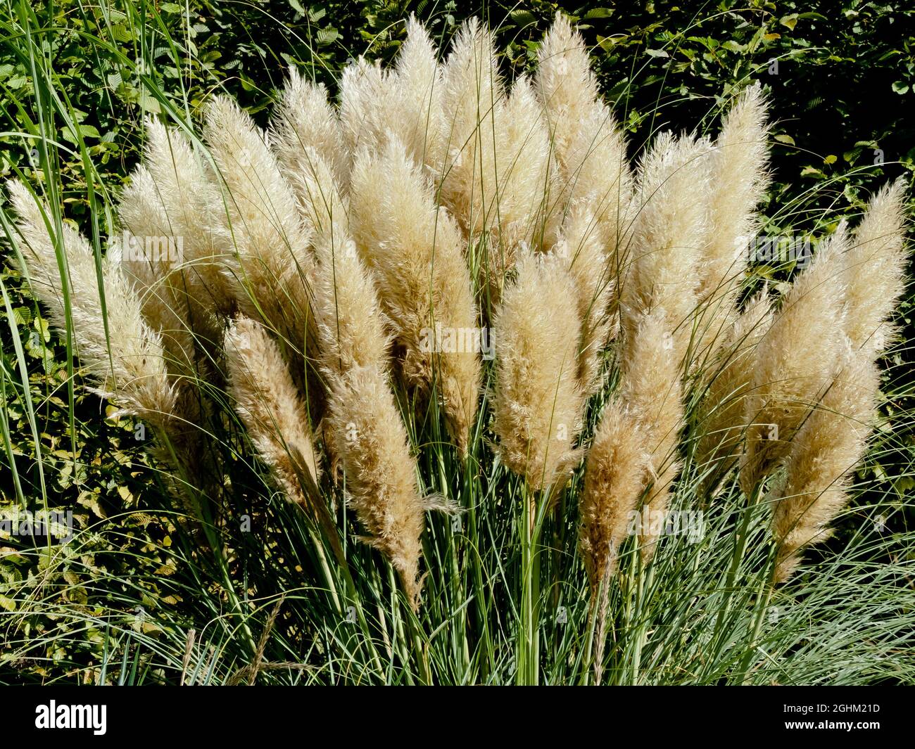 Pampasgras cortaderia argentea -Fotos und -Bildmaterial in hoher ...