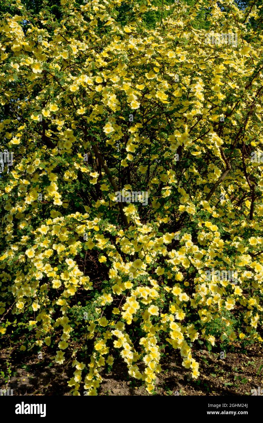 Canary bird roses -Fotos und -Bildmaterial in hoher Auflösung – Alamy