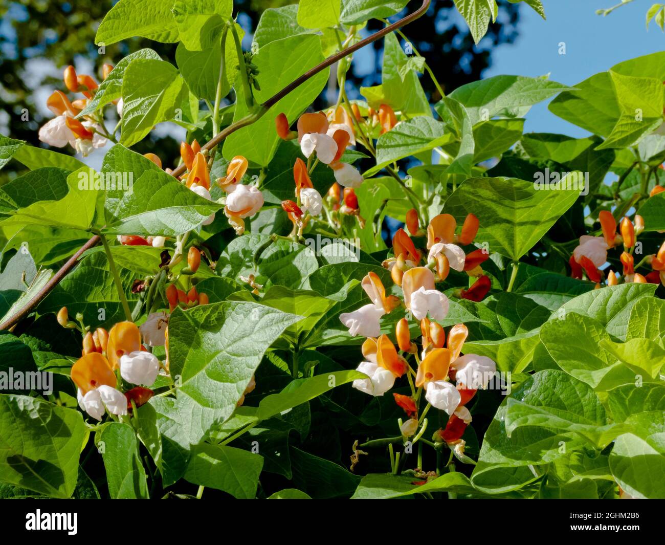 Mungbohne phaseolus sp -Fotos und -Bildmaterial in hoher Auflösung – Alamy
