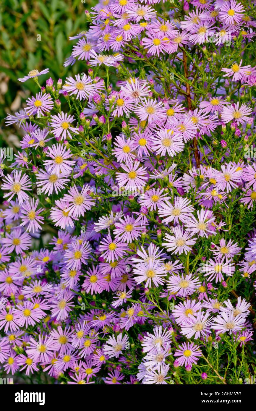 Aster ericoides -Fotos und -Bildmaterial in hoher Auflösung – Alamy