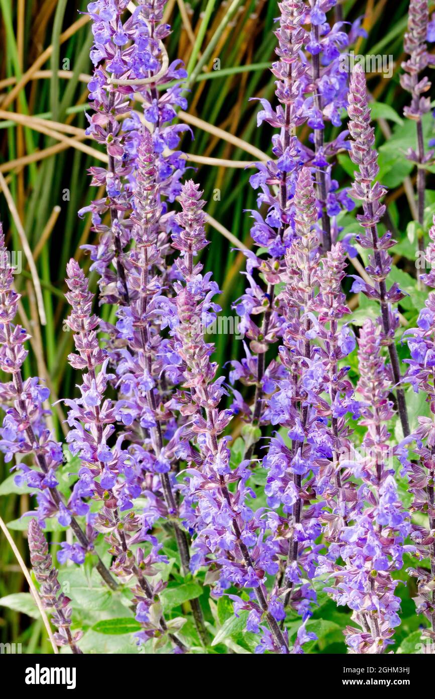 Hybride Salbei Salvia X Superba Stockfotos und -bilder Kaufen - Alamy
