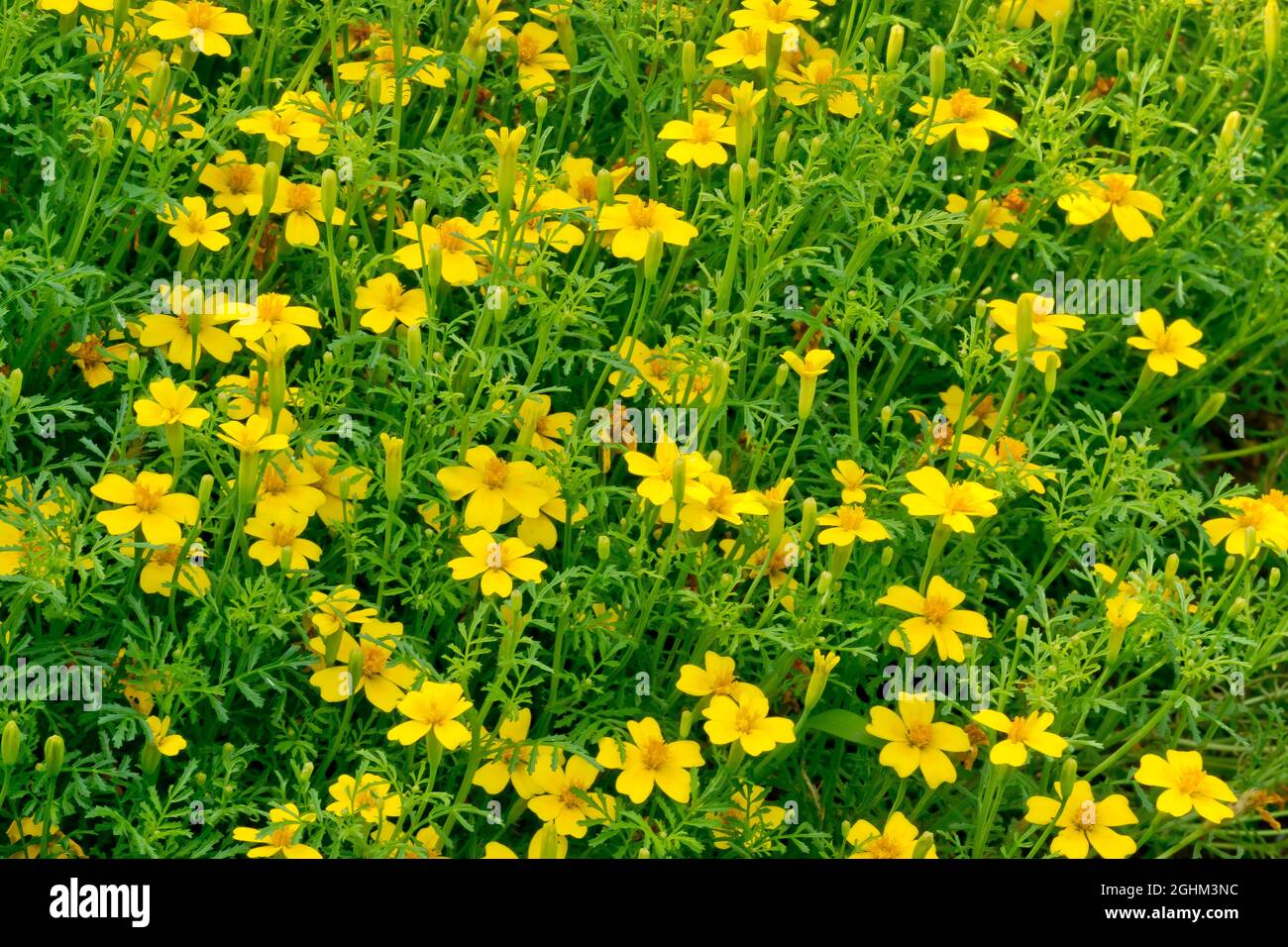 Signata pumila -Fotos und -Bildmaterial in hoher Auflösung – Alamy