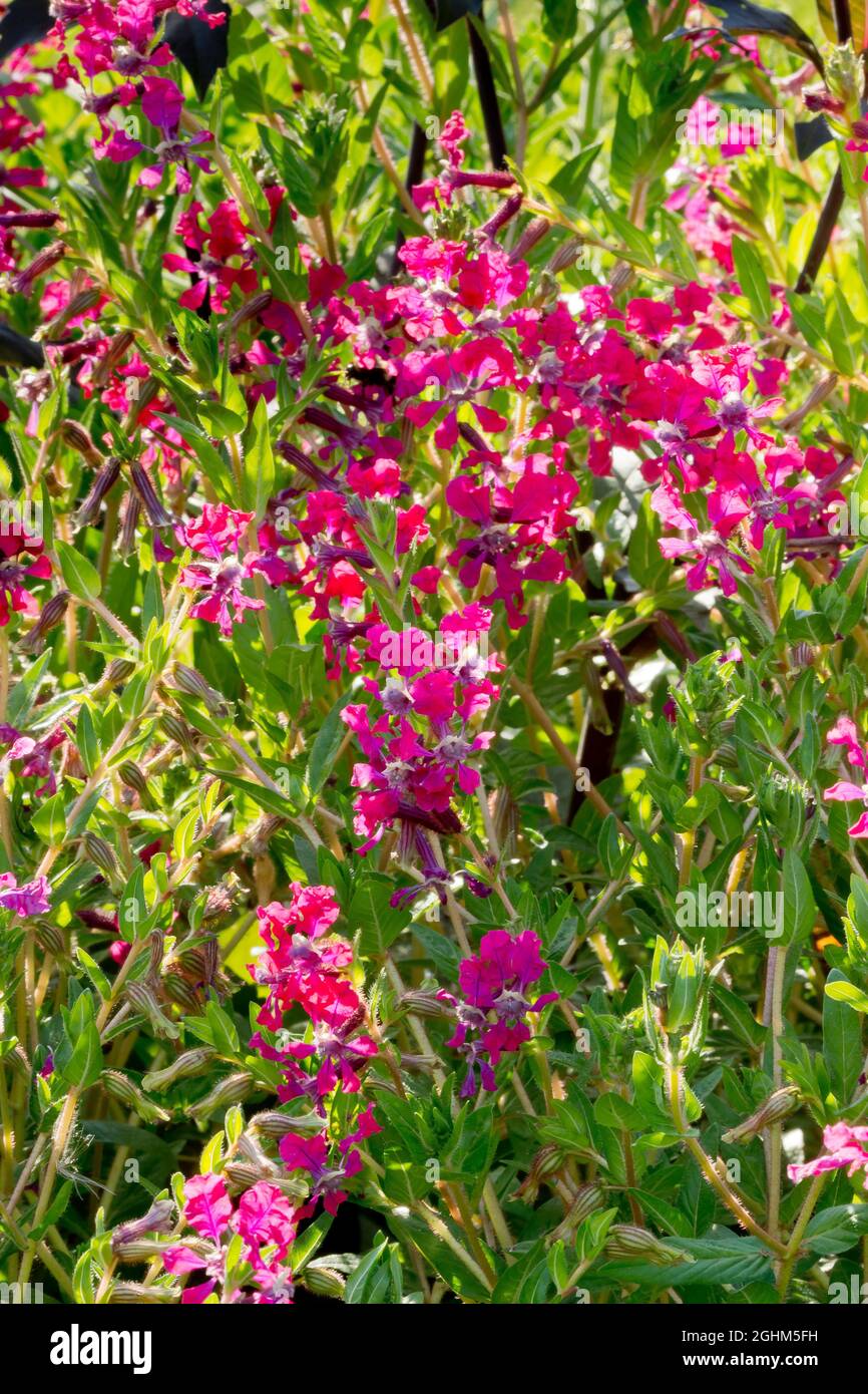 Cuphea miniata -Fotos und -Bildmaterial in hoher Auflösung – Alamy
