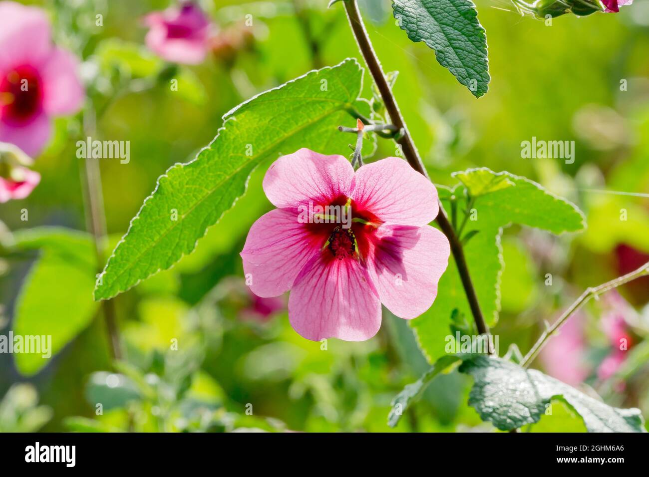 Cape mallow anisodontea capensis -Fotos und -Bildmaterial in hoher ...