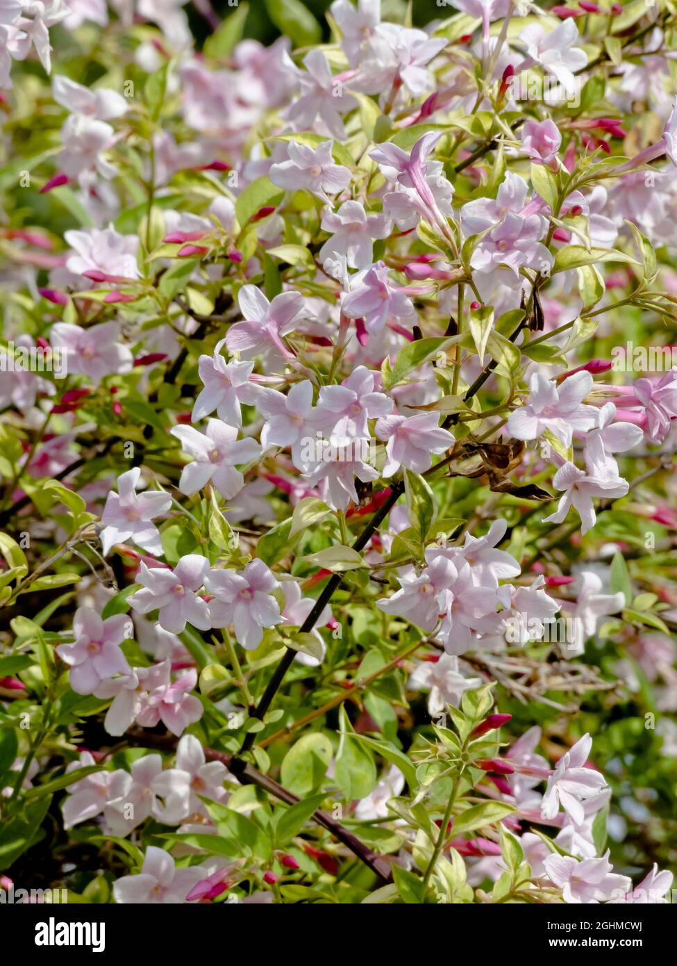Jasminum stephanense -Fotos und -Bildmaterial in hoher Auflösung – Alamy