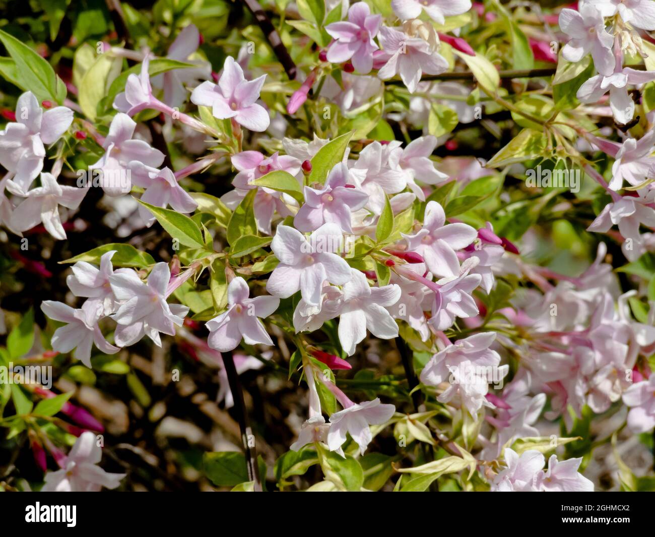 Jasminum stephanense -Fotos und -Bildmaterial in hoher Auflösung – Alamy