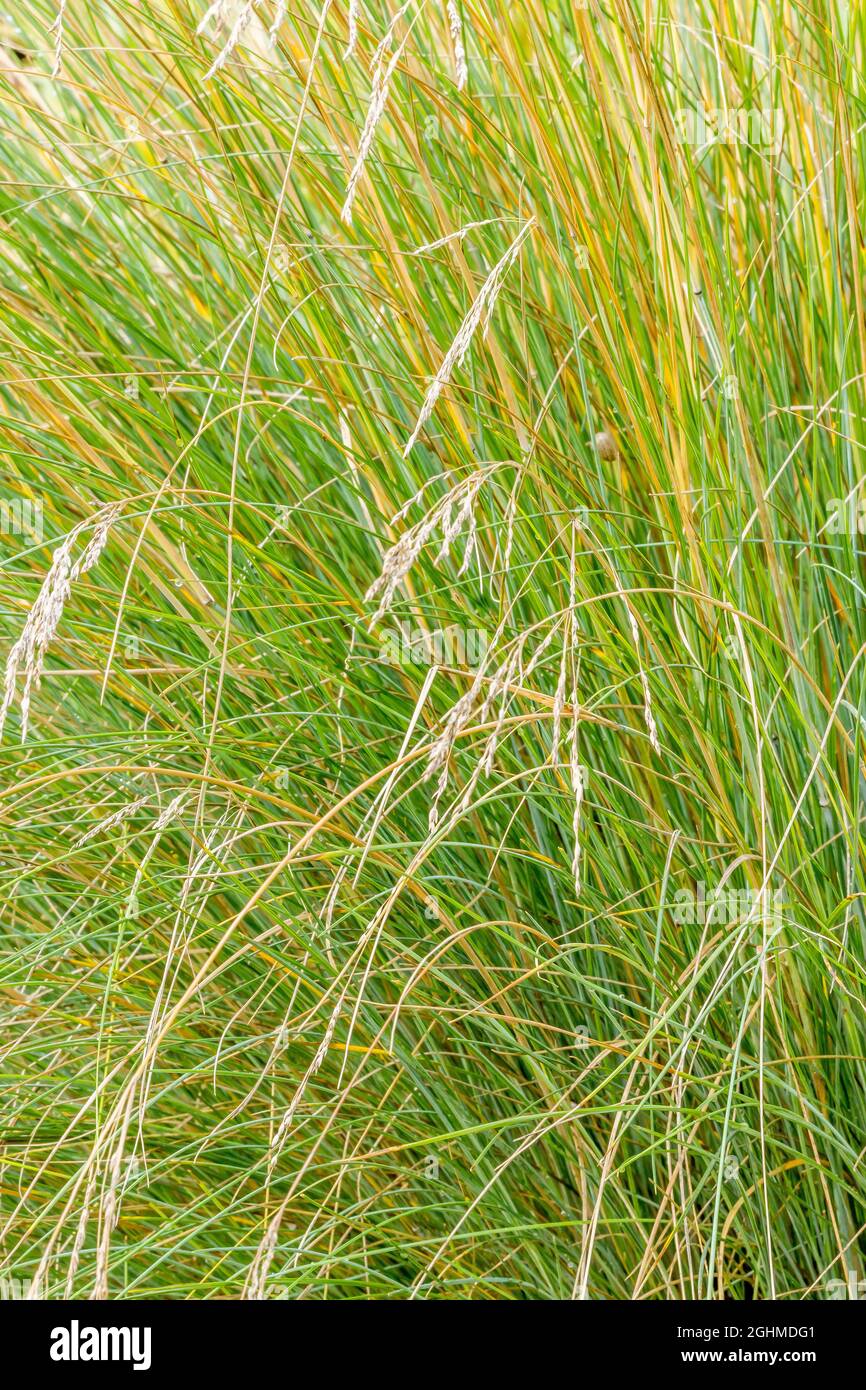 Poa labillardieri -Fotos und -Bildmaterial in hoher Auflösung – Alamy