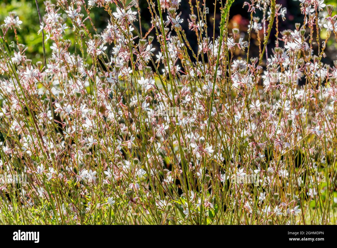 Staude gaura -Fotos und -Bildmaterial in hoher Auflösung – Alamy