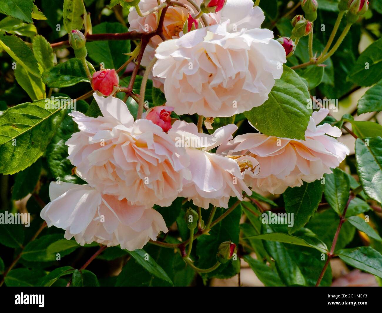 Rose rosa cornelia Stockfotos und -bilder Kaufen - Alamy
