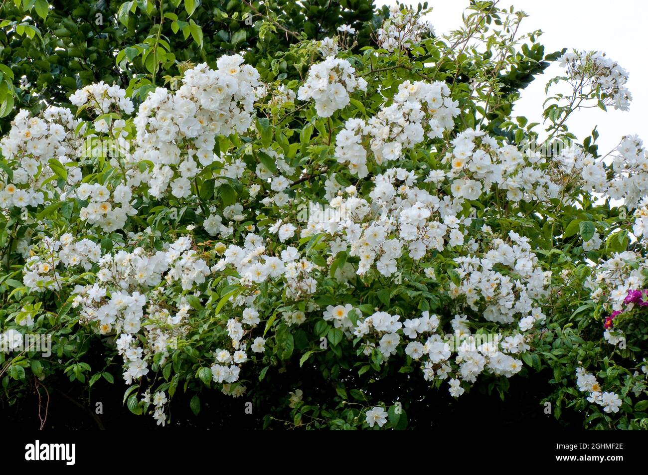 Bobby james -Fotos und -Bildmaterial in hoher Auflösung – Alamy