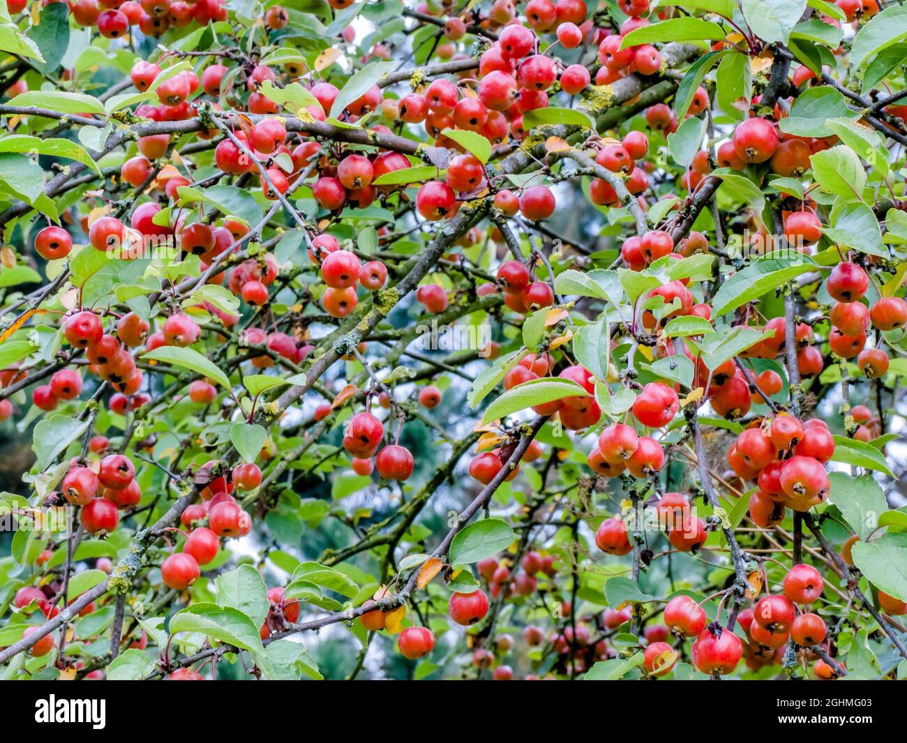 Malus evereste crabapple -Fotos und -Bildmaterial in hoher Auflösung ...