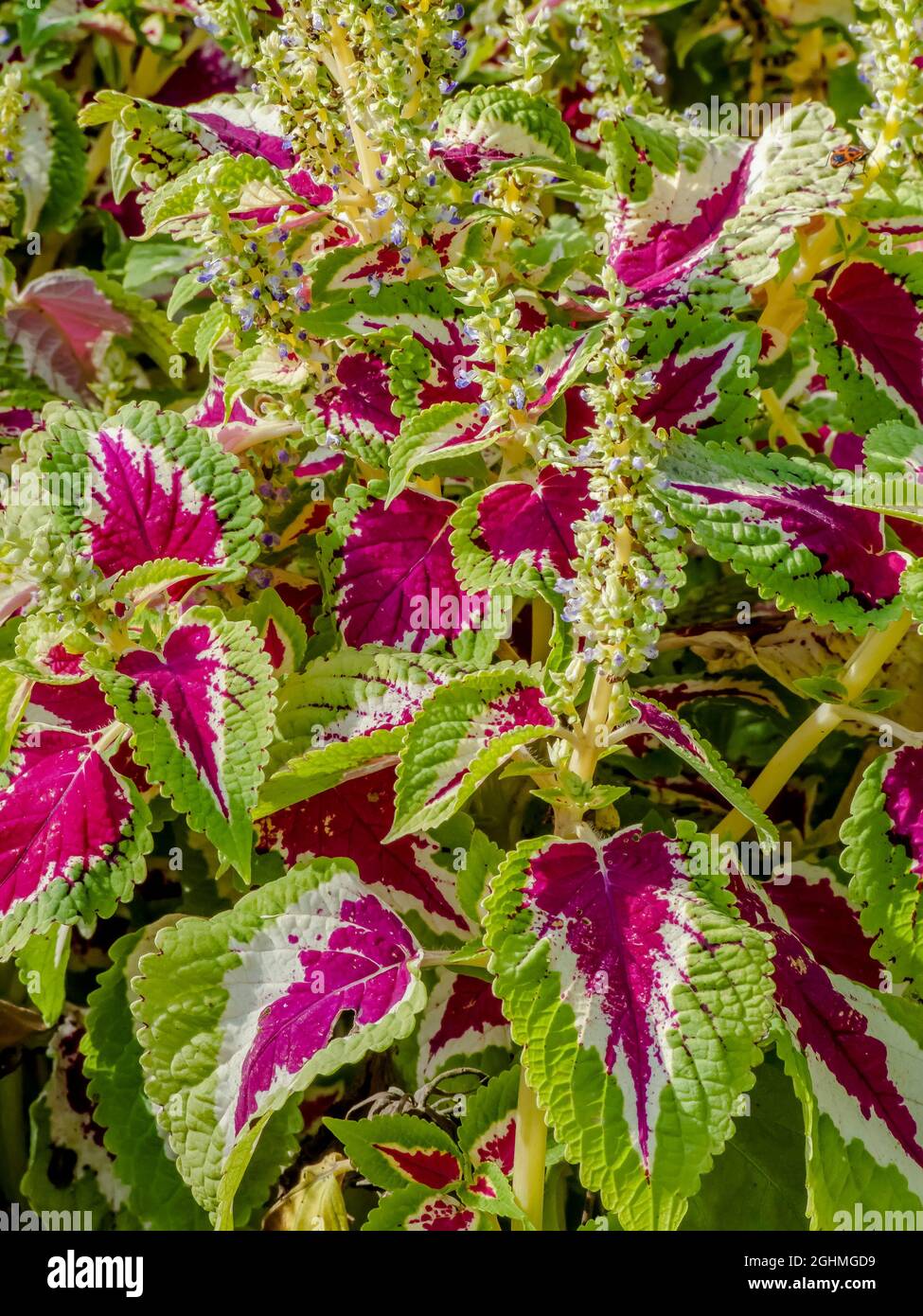 Coleus solenostemon sp -Fotos und -Bildmaterial in hoher Auflösung – Alamy