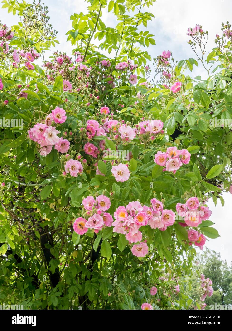 Rosa blush rambler -Fotos und -Bildmaterial in hoher Auflösung – Alamy