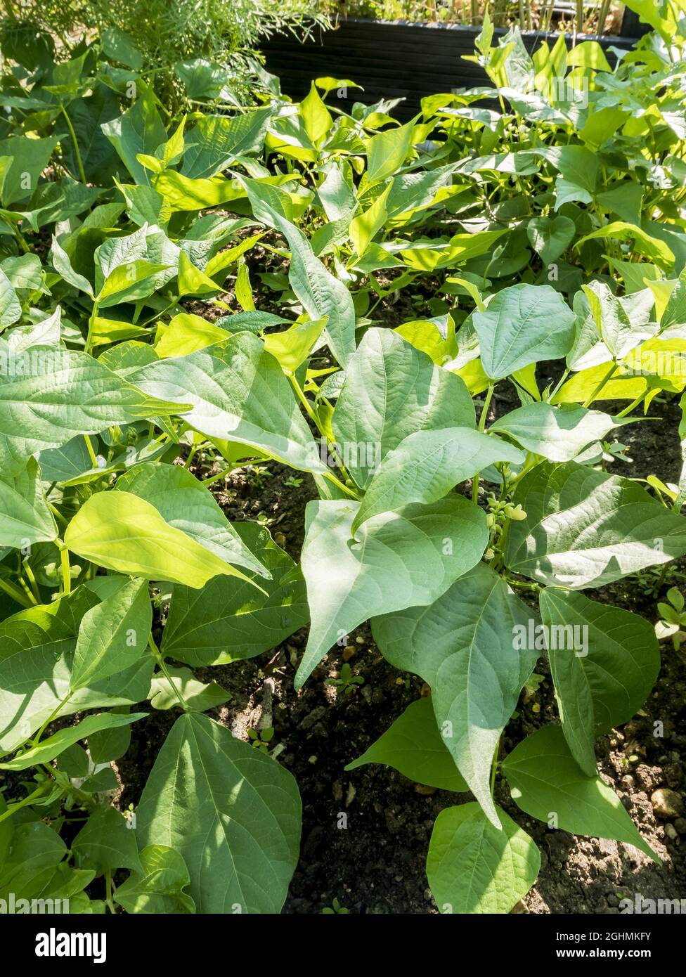 Haricot nain -Fotos und -Bildmaterial in hoher Auflösung – Alamy