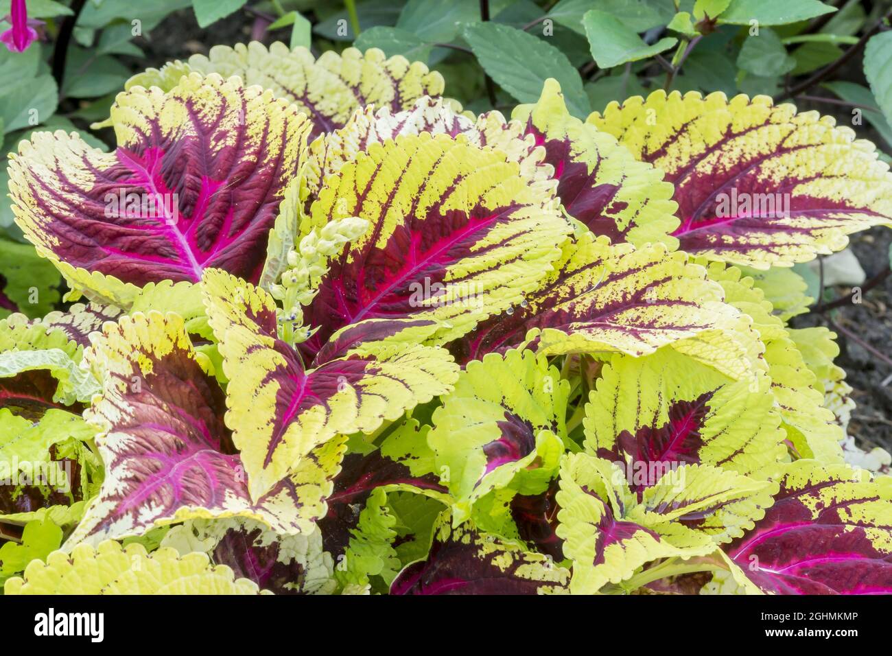 Coleus kong rose -Fotos und -Bildmaterial in hoher Auflösung – Alamy