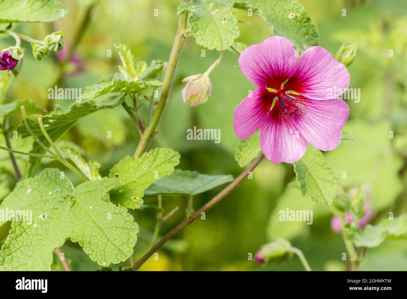 Cape mallow anisodontea capensis -Fotos und -Bildmaterial in hoher ...