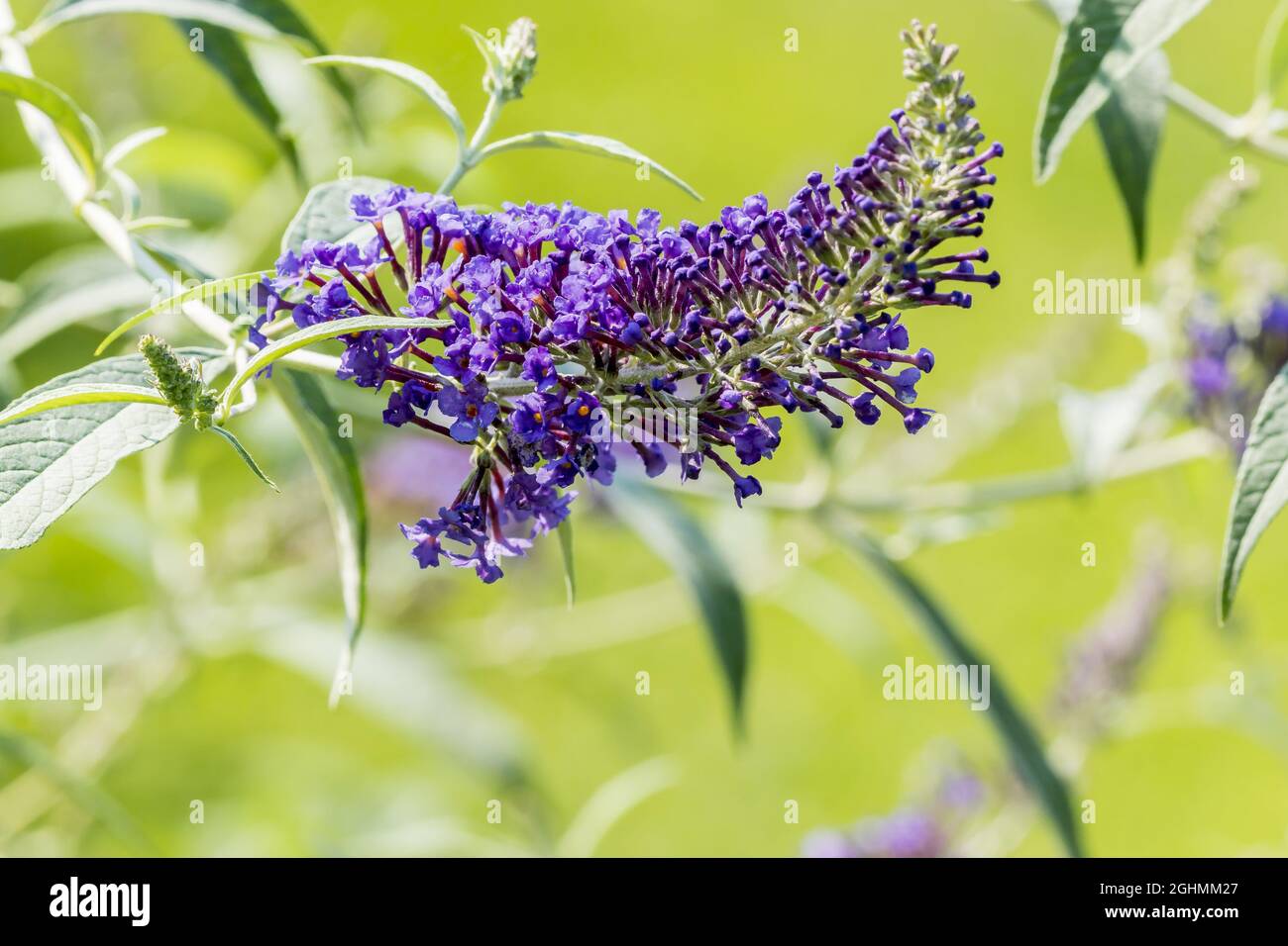 Butterfly bush buddleja sp -Fotos und -Bildmaterial in hoher Auflösung ...