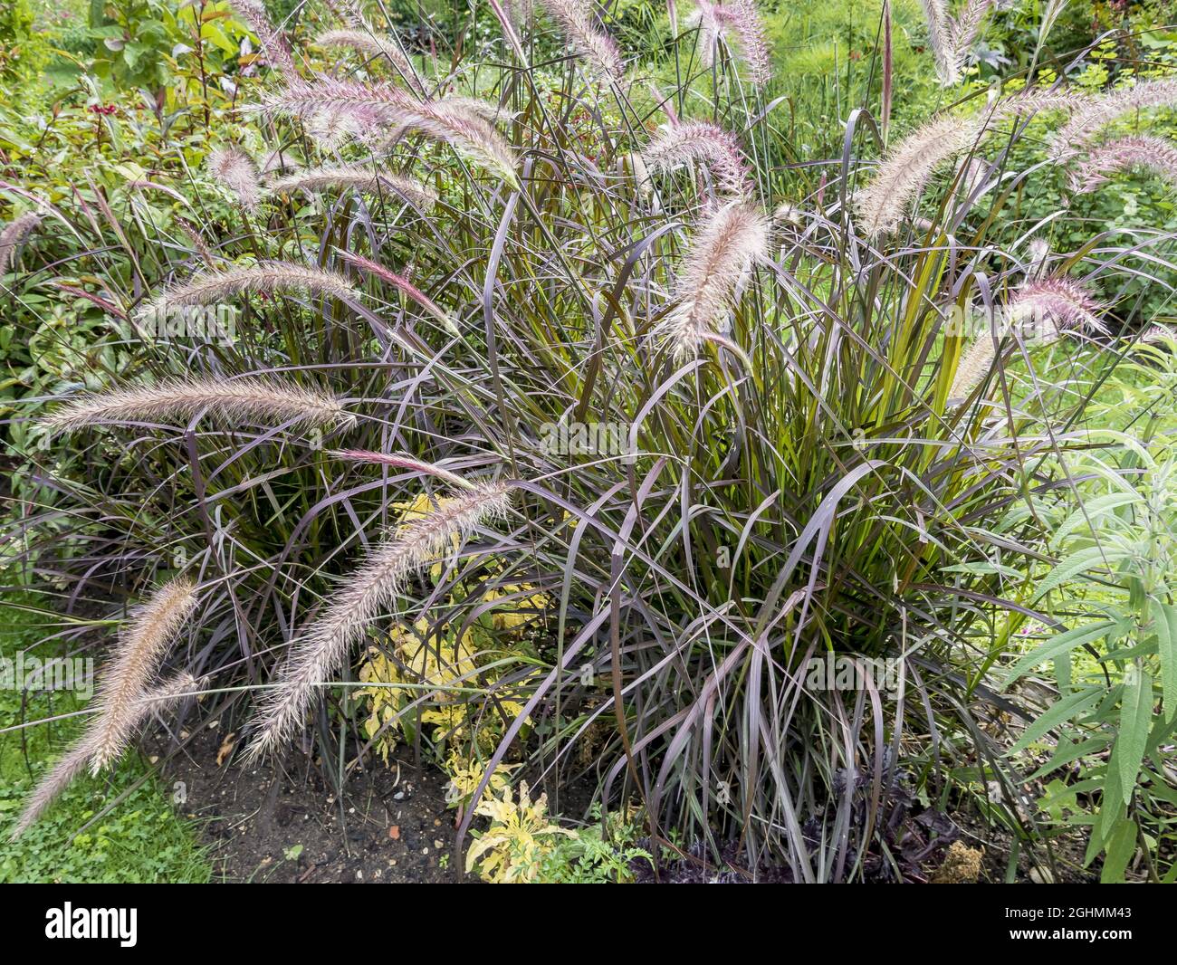 Pennisetum Setaceum Rubrum Stockfotos und -bilder Kaufen - Alamy