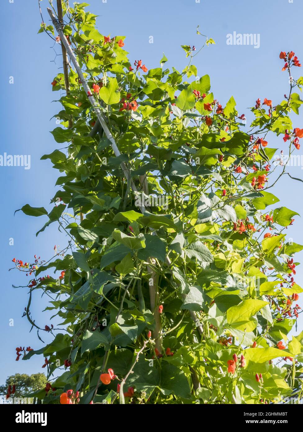 Mungbohne phaseolus sp -Fotos und -Bildmaterial in hoher Auflösung – Alamy